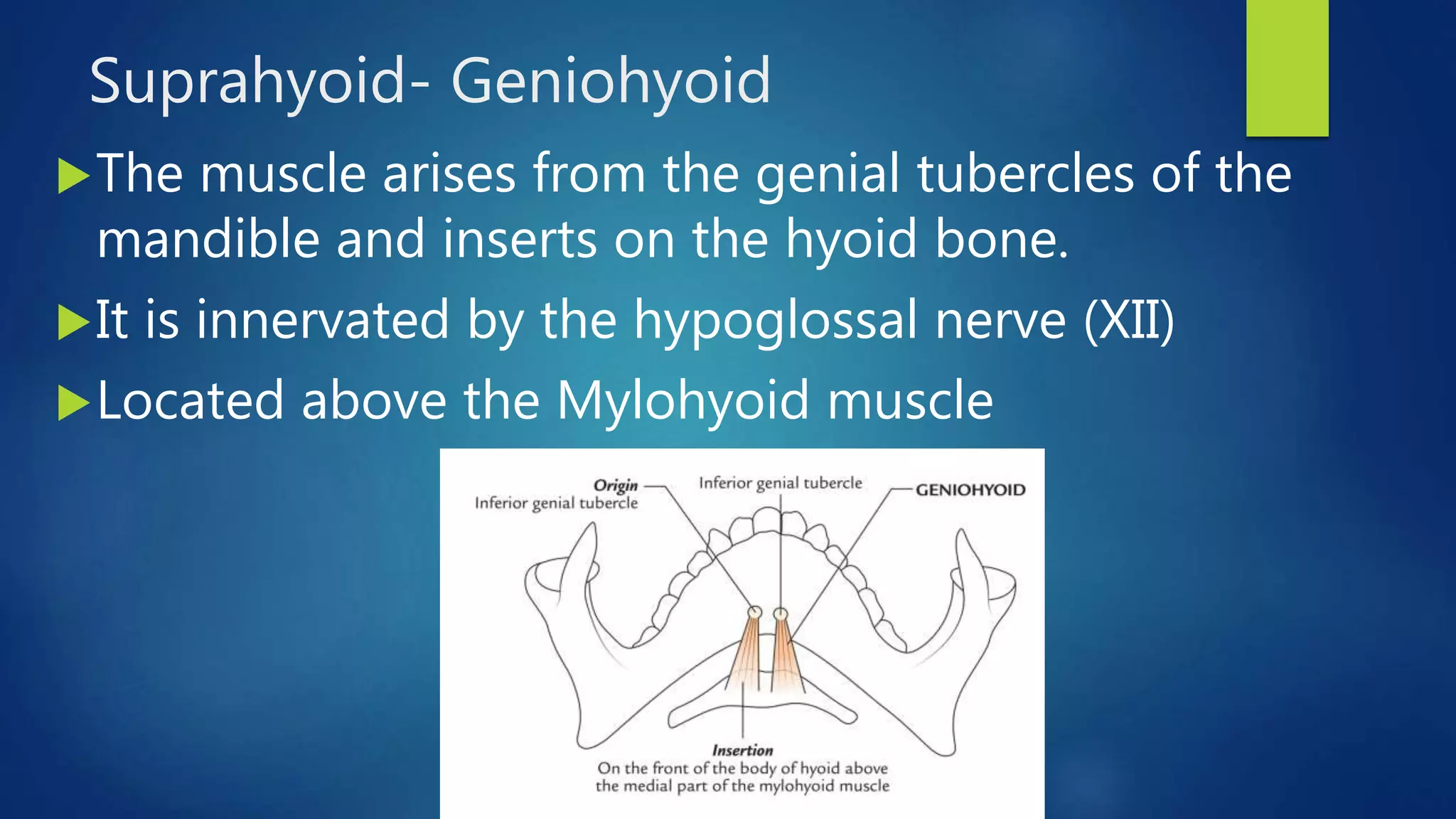 Muscles of the Head and Neck: Mastication, Suprahyoid, Infrahyoid ...