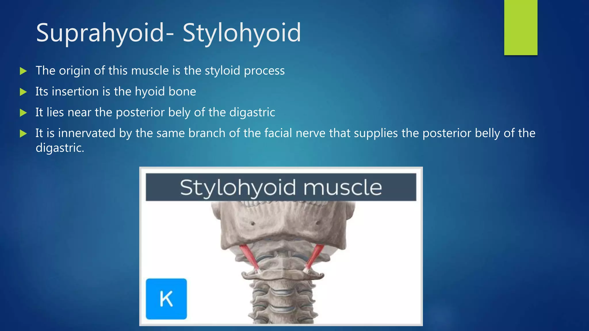 Muscles of the Head and Neck: Mastication, Suprahyoid, Infrahyoid ...