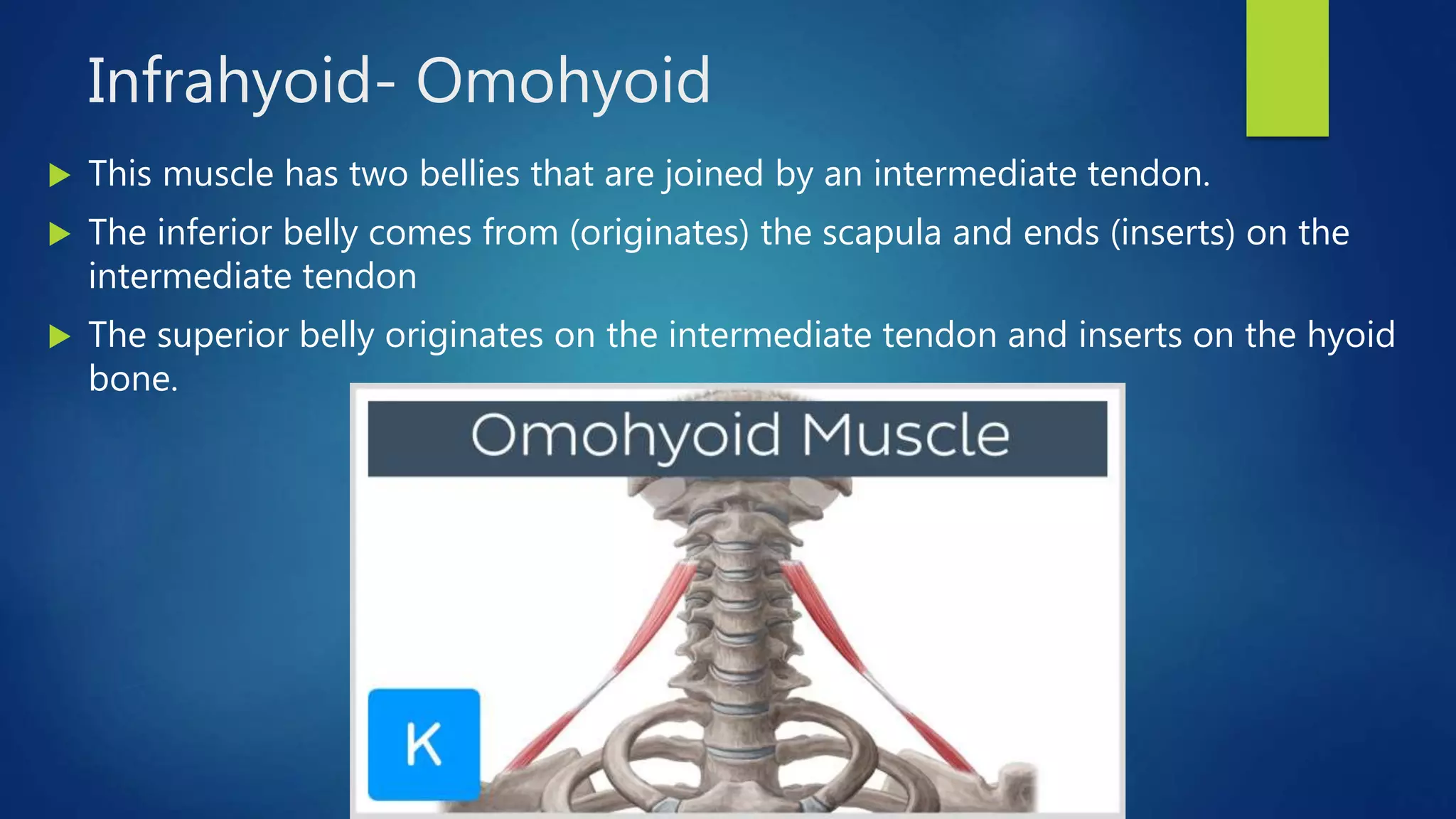 Muscles of the Head and Neck: Mastication, Suprahyoid, Infrahyoid ...