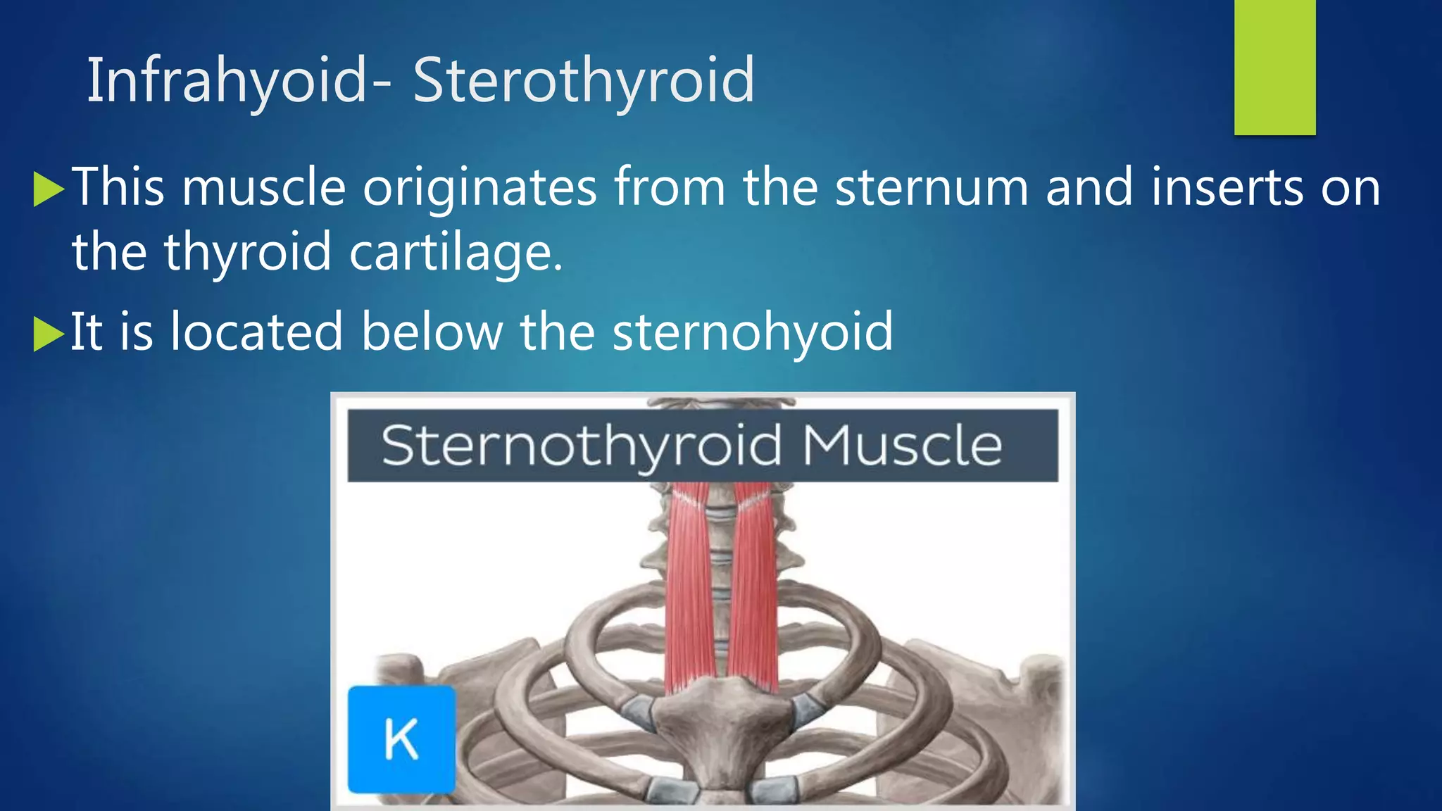 Muscles of the Head and Neck: Mastication, Suprahyoid, Infrahyoid ...