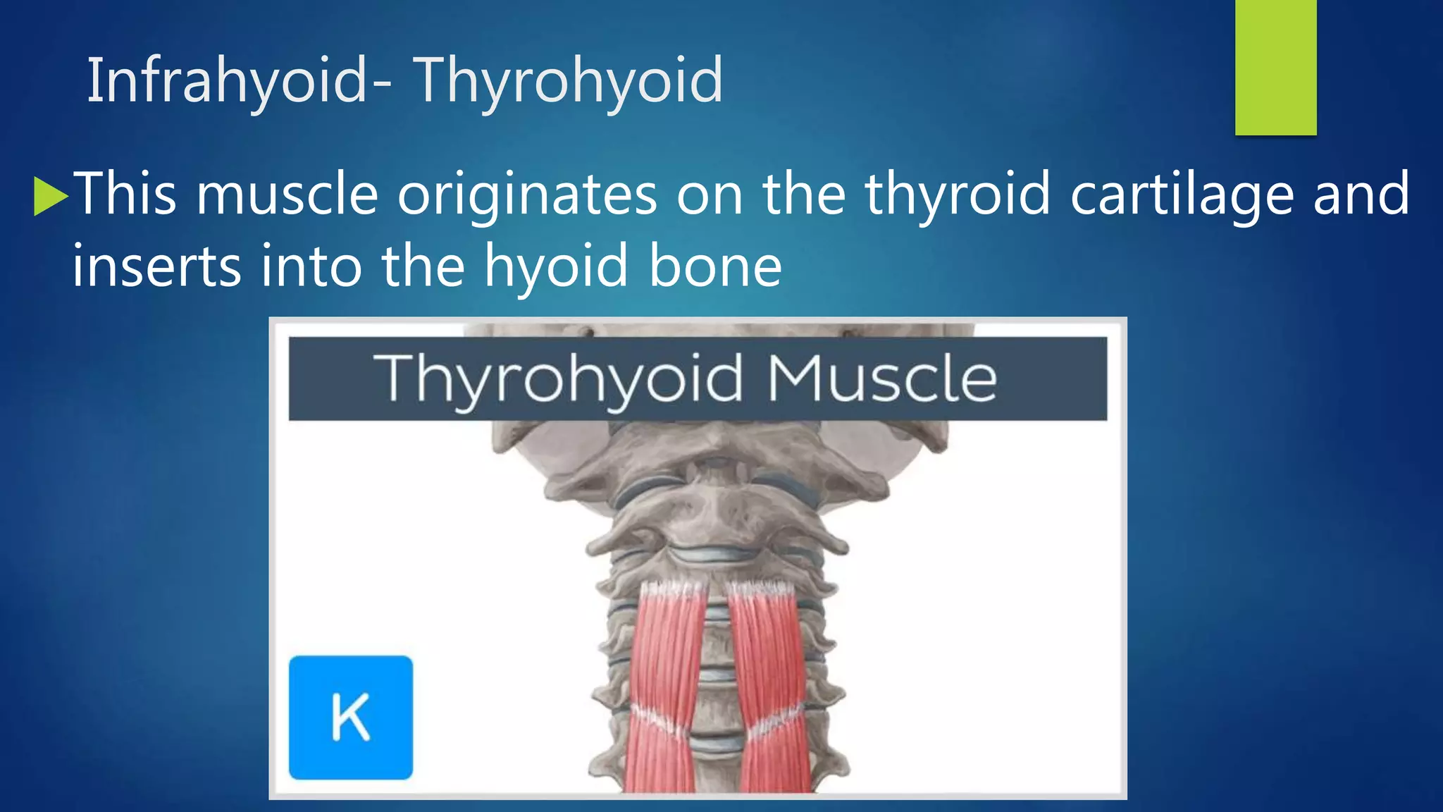 Muscles of the Head and Neck: Mastication, Suprahyoid, Infrahyoid ...