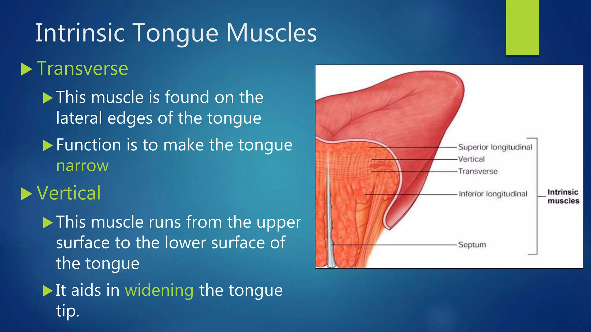 Muscles of the Head and Neck: Mastication, Suprahyoid, Infrahyoid ...