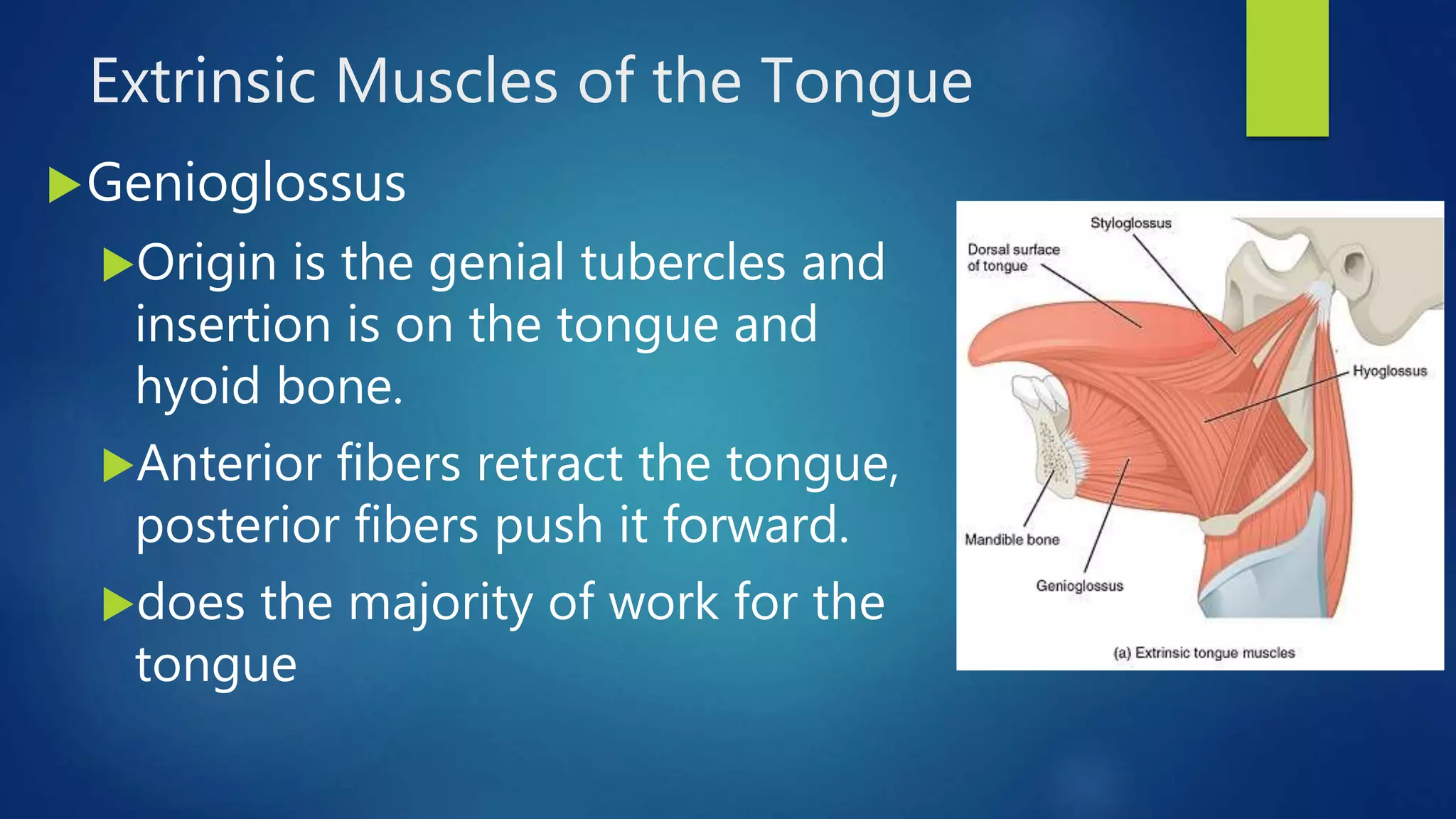 Muscles of the Head and Neck: Mastication, Suprahyoid, Infrahyoid ...
