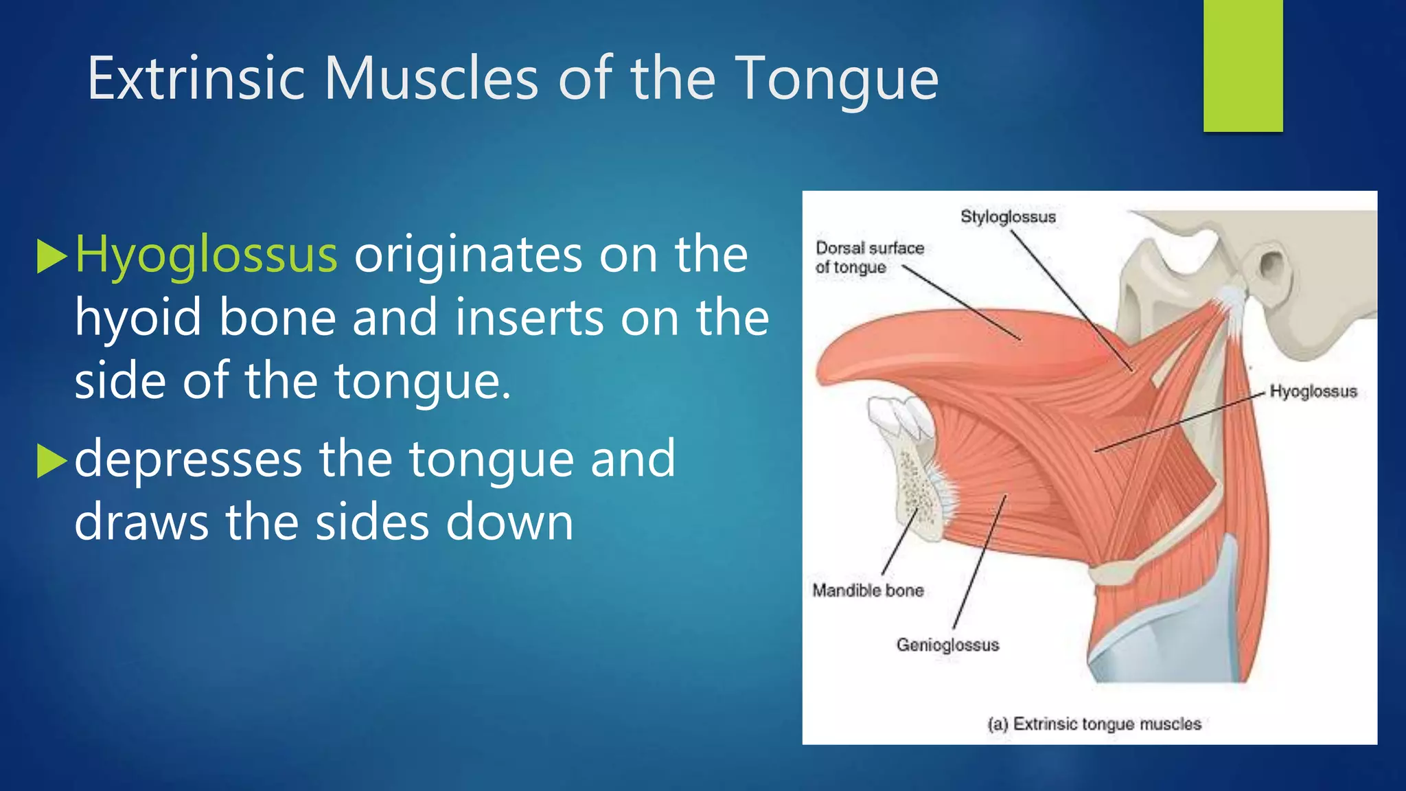 Muscles of the Head and Neck: Mastication, Suprahyoid, Infrahyoid ...