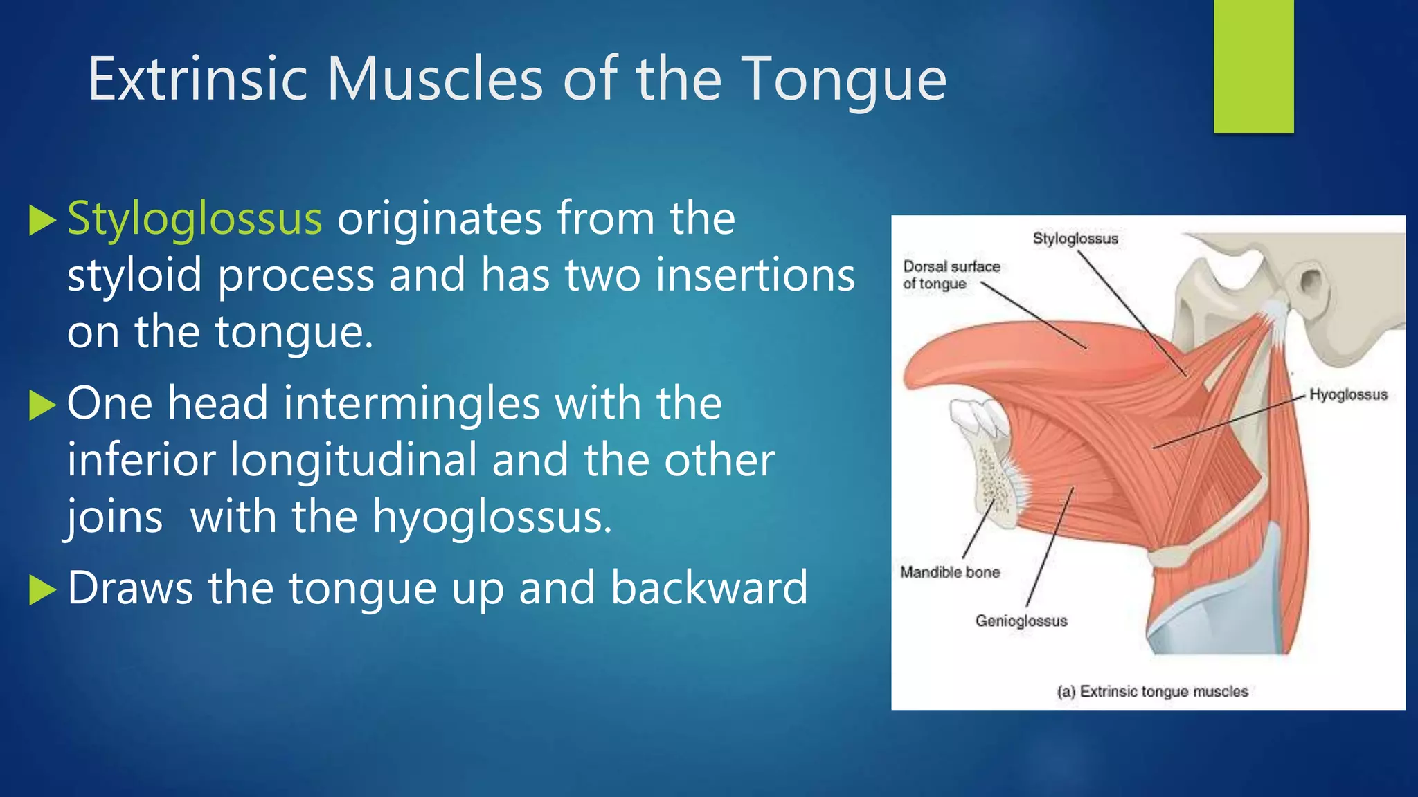 Muscles of the Head and Neck: Mastication, Suprahyoid, Infrahyoid ...