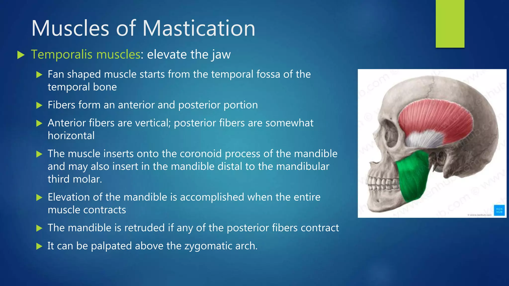 Muscles of the Head and Neck: Mastication, Suprahyoid, Infrahyoid ...