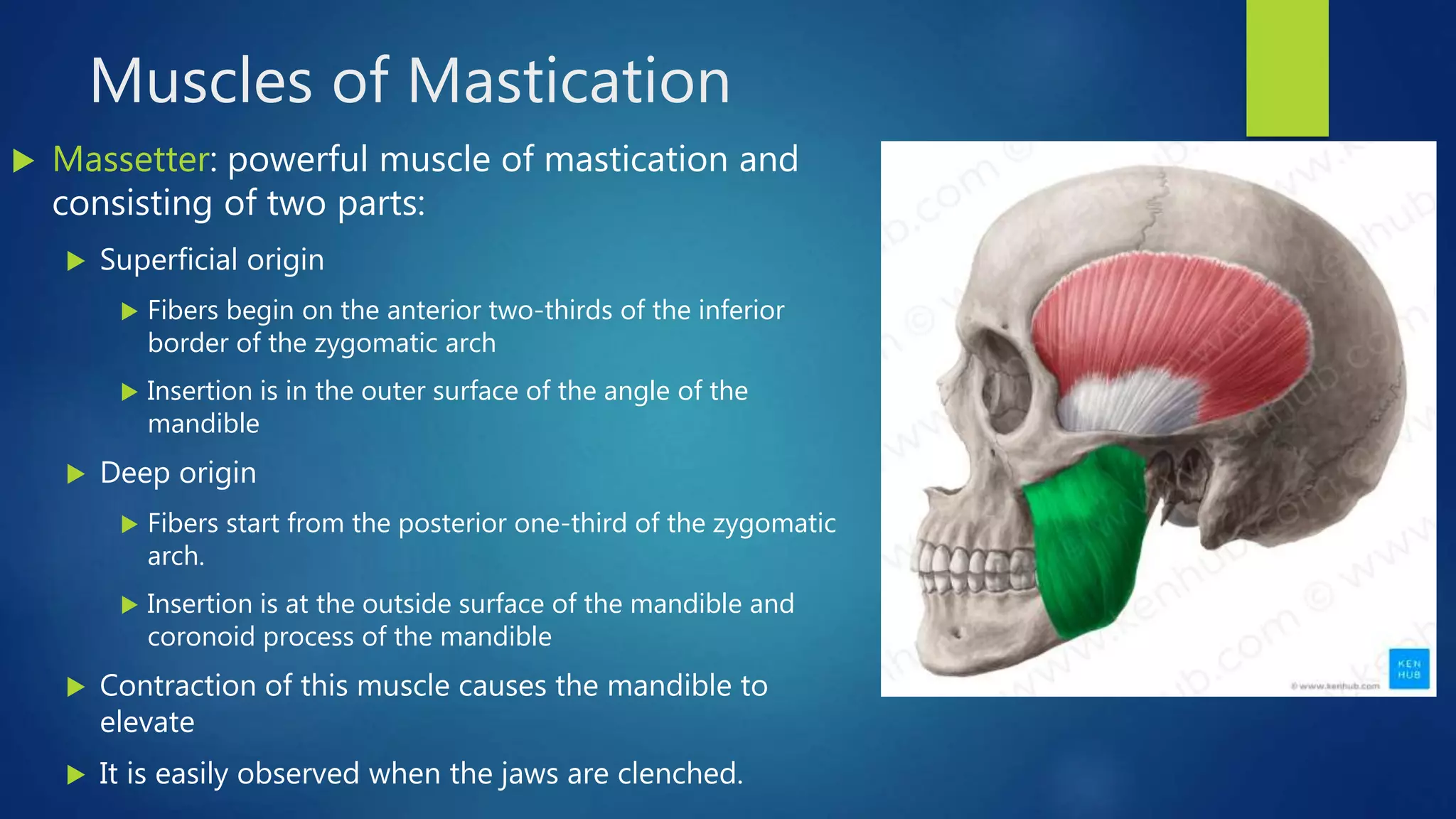 Muscles of the Head and Neck: Mastication, Suprahyoid, Infrahyoid ...