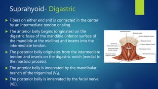 Muscles of the Head and Neck: Mastication, Suprahyoid, Infrahyoid ...