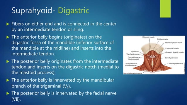 Muscles of the Head and Neck: Mastication, Suprahyoid, Infrahyoid ...