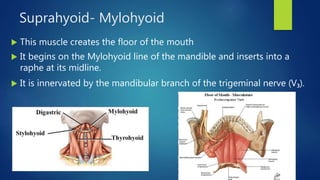 Muscles of the Head and Neck: Mastication, Suprahyoid, Infrahyoid ...