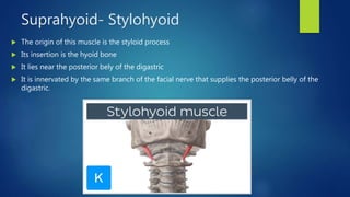 Muscles of the Head and Neck: Mastication, Suprahyoid, Infrahyoid ...