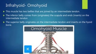 Muscles of the Head and Neck: Mastication, Suprahyoid, Infrahyoid ...