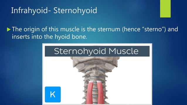 Muscles of the Head and Neck: Mastication, Suprahyoid, Infrahyoid ...