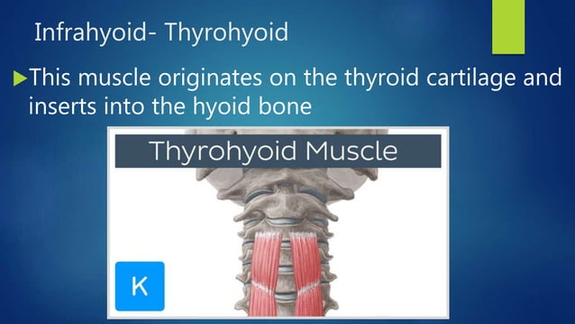 Muscles of the Head and Neck: Mastication, Suprahyoid, Infrahyoid ...