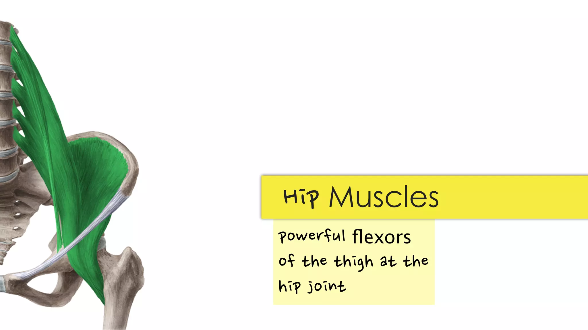 Muscles of the Hip and Thigh | anatomy Kenhub | PDF
