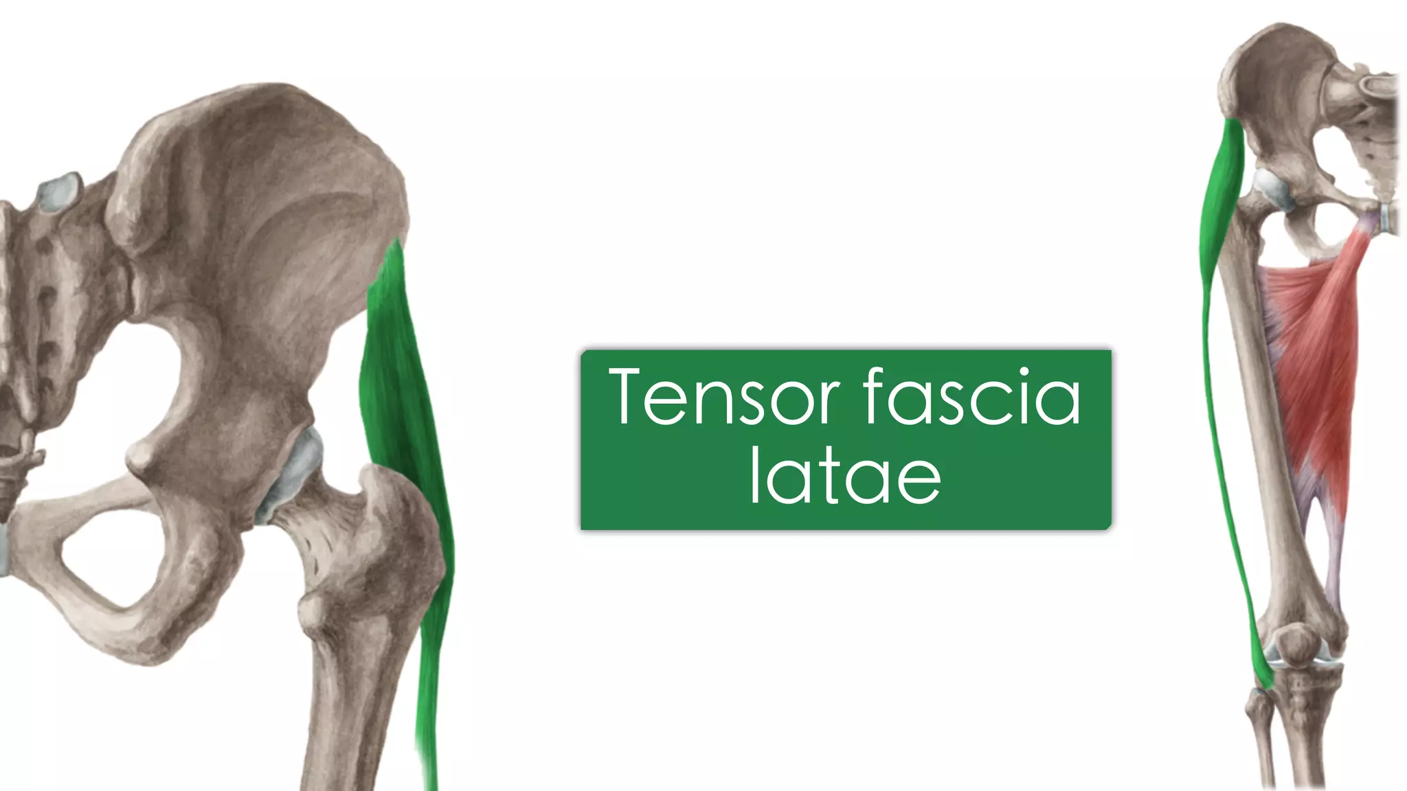 Muscles of the Hip and Thigh | anatomy Kenhub | PDF