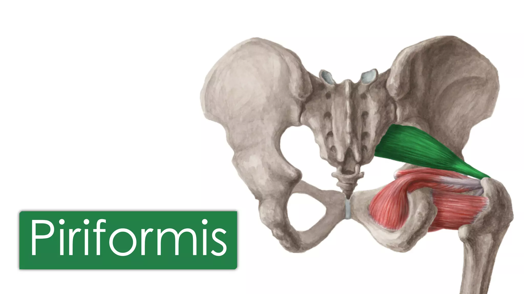 Muscles of the Hip and Thigh | anatomy Kenhub | PDF