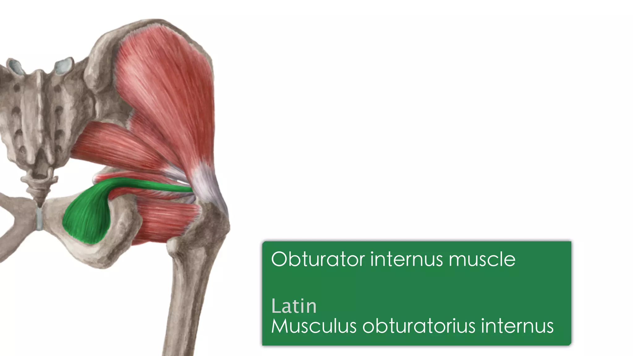Muscles of the Hip and Thigh | anatomy Kenhub | PDF
