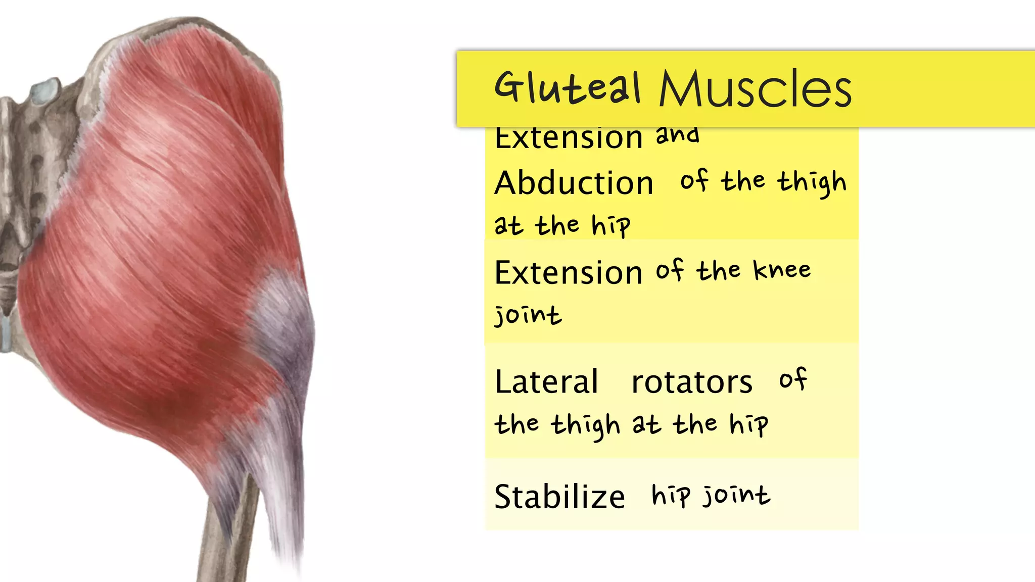 Muscles of the Hip and Thigh | anatomy Kenhub | PDF