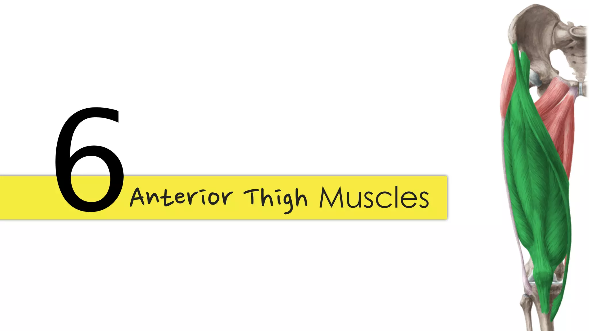 Muscles of the Hip and Thigh | anatomy Kenhub | PDF