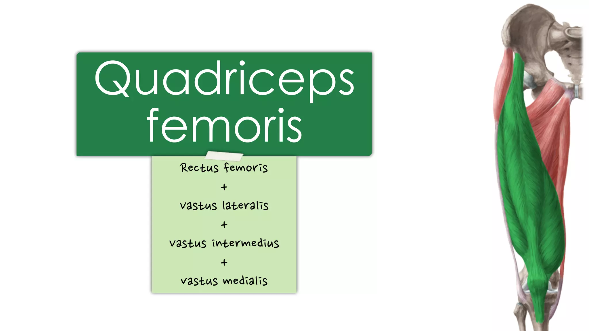 Muscles of the Hip and Thigh | anatomy Kenhub | PDF
