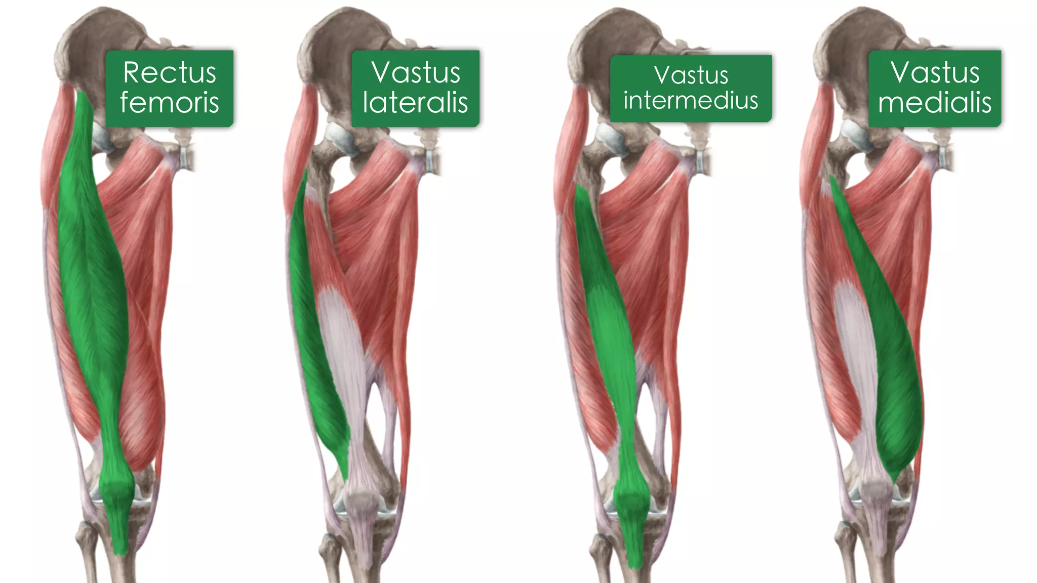 Muscles of the Hip and Thigh | anatomy Kenhub | PDF