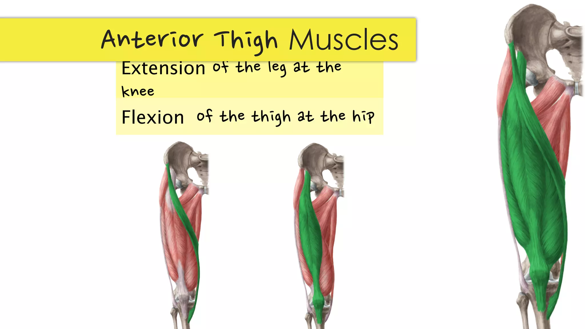 Muscles of the Hip and Thigh | anatomy Kenhub | PDF