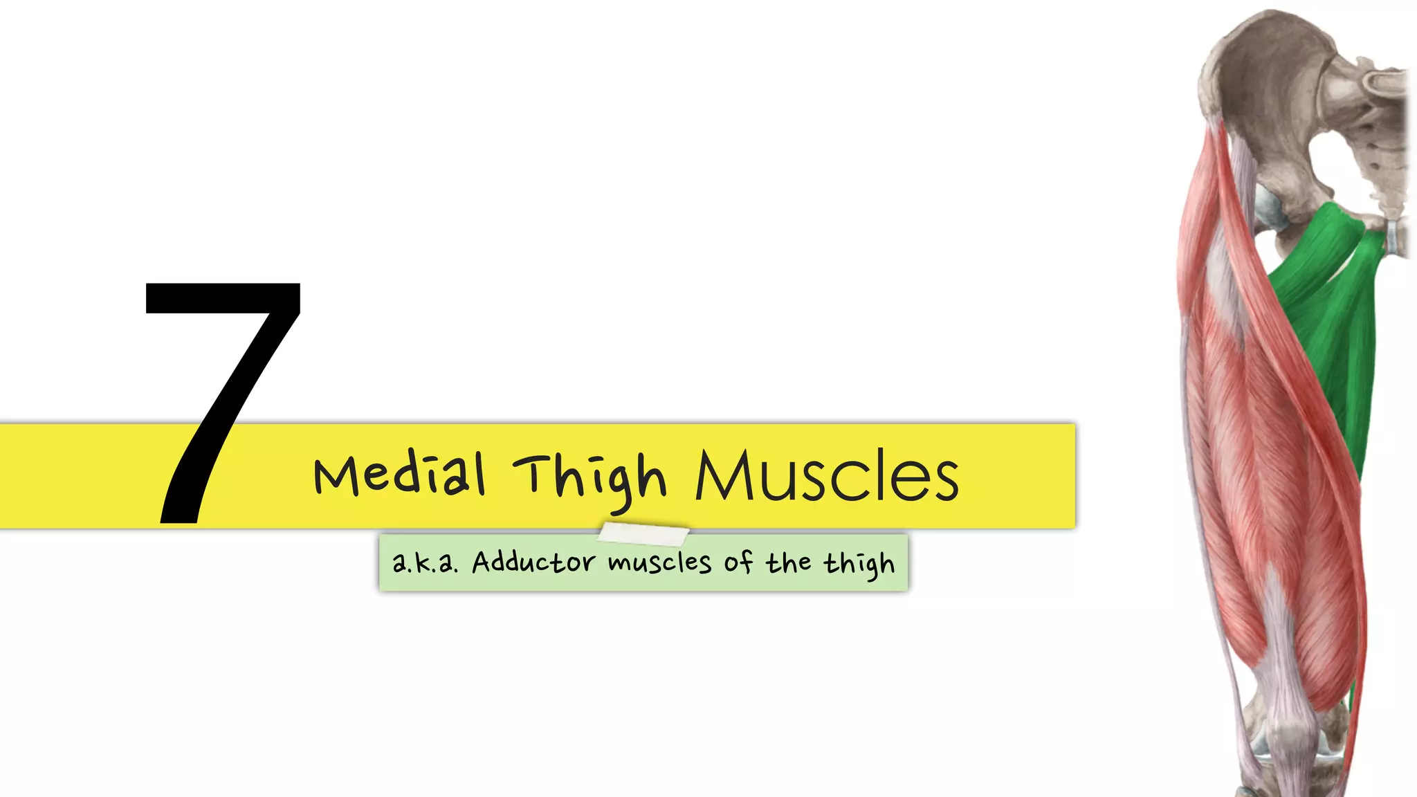 Muscles of the Hip and Thigh | anatomy Kenhub | PDF