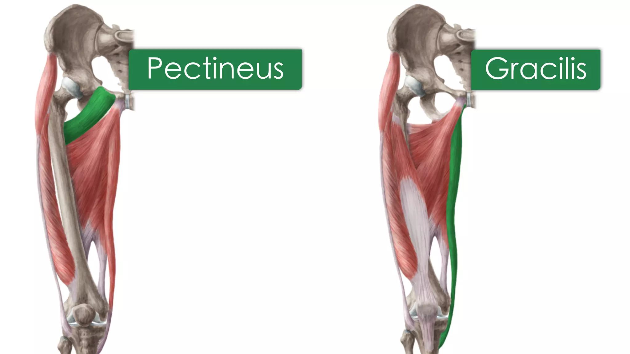Muscles of the Hip and Thigh | anatomy Kenhub | PDF