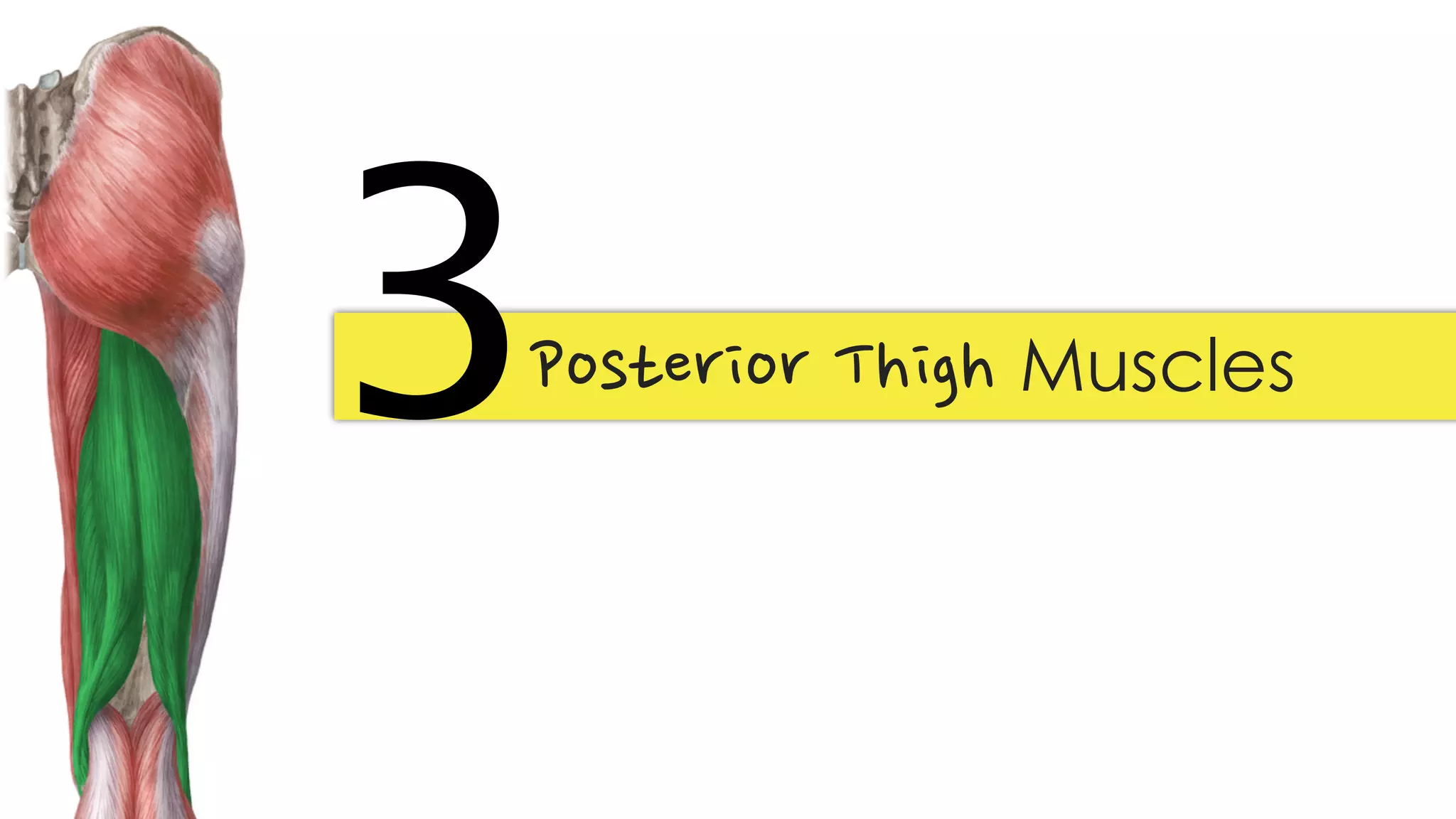 Muscles of the Hip and Thigh | anatomy Kenhub | PDF