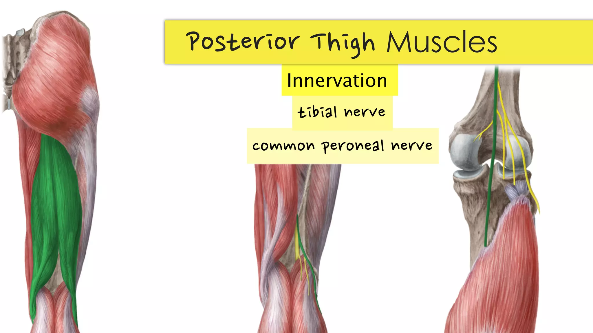 Muscles of the Hip and Thigh | anatomy Kenhub | PDF | Bodybuilding | Sports