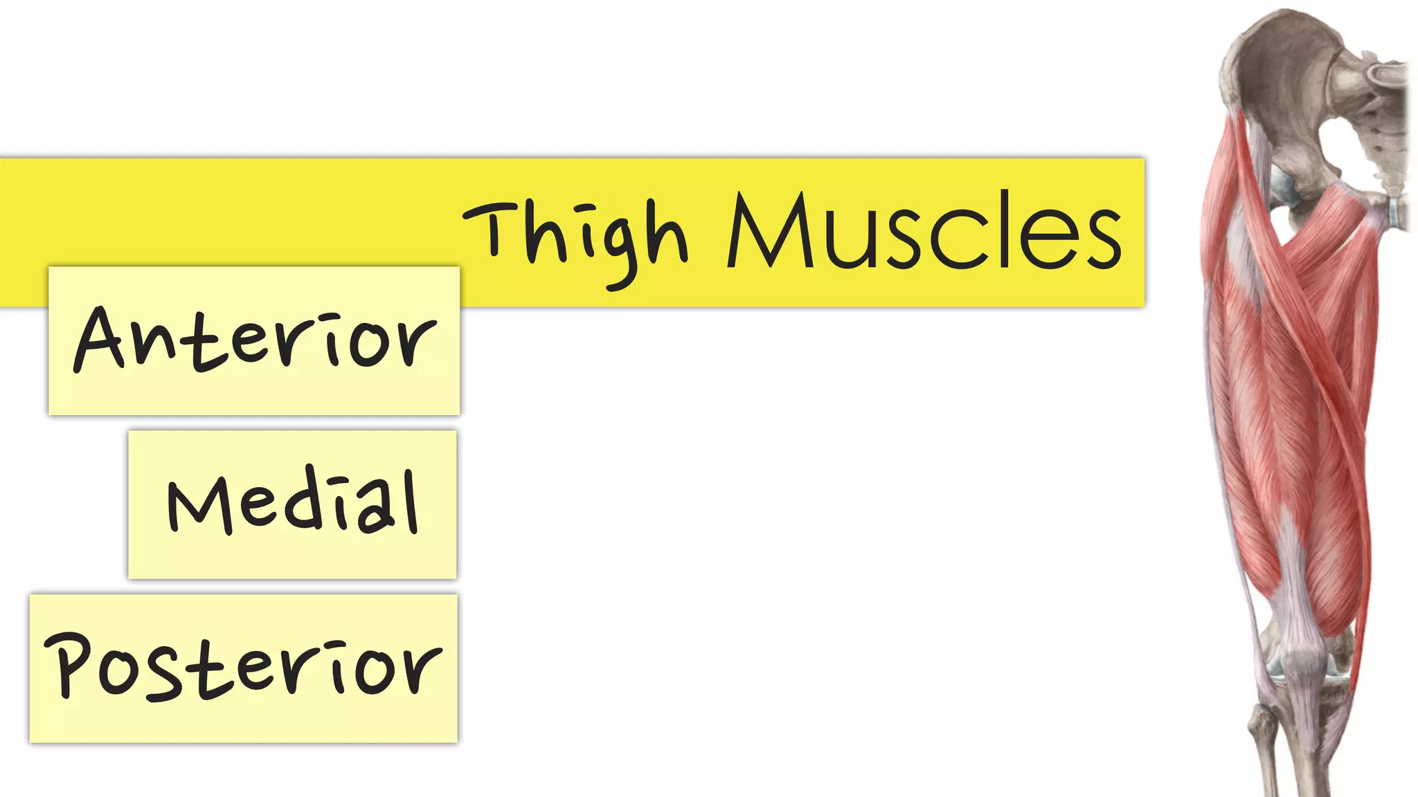 Muscles Of The Hip And Thigh Anatomy Kenhub Ppt