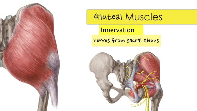 Muscles of the Hip and Thigh | anatomy Kenhub | PDF | Bodybuilding | Sports