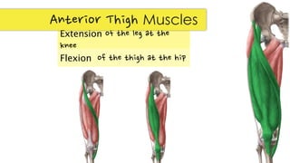 Muscles of the Hip and Thigh | anatomy Kenhub | PDF