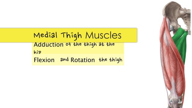 Muscles of the Hip and Thigh | anatomy Kenhub | PDF | Bodybuilding | Sports