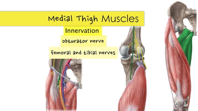 Muscles of the Hip and Thigh | anatomy Kenhub | PDF | Bodybuilding | Sports