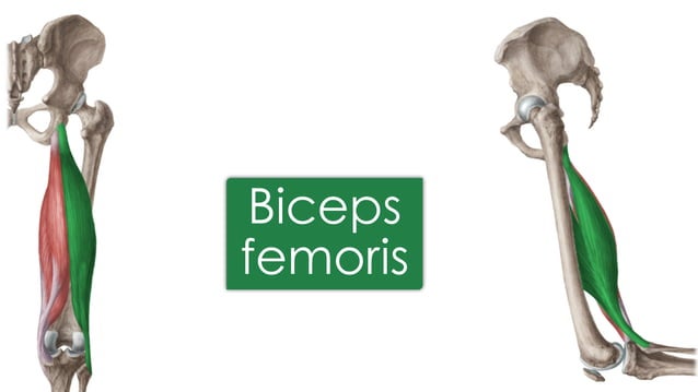 Muscles of the Hip and Thigh | anatomy Kenhub | PDF | Bodybuilding | Sports