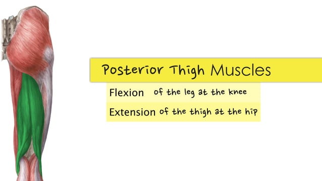 Muscles of the Hip and Thigh | anatomy Kenhub | PDF | Bodybuilding | Sports