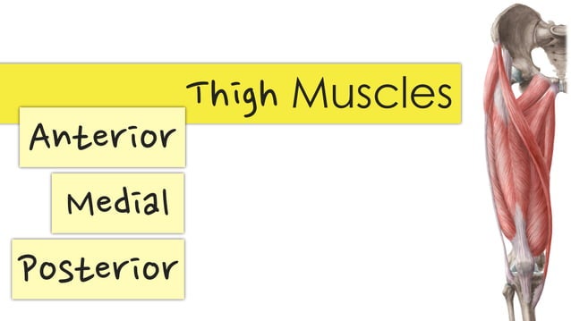 Muscles of the Hip and Thigh | anatomy Kenhub | PDF | Bodybuilding | Sports