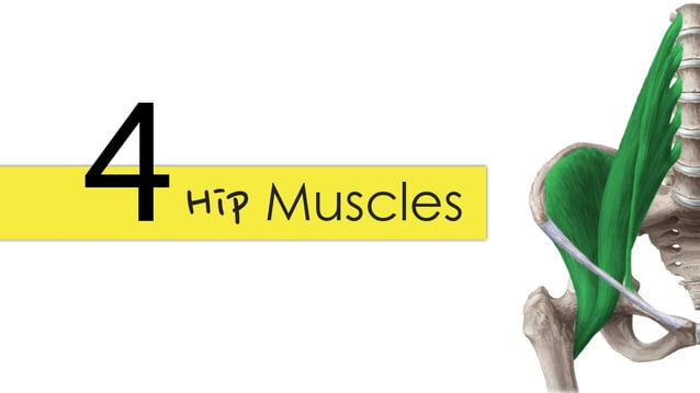 Muscles of the Hip and Thigh | anatomy Kenhub | PDF | Bodybuilding | Sports