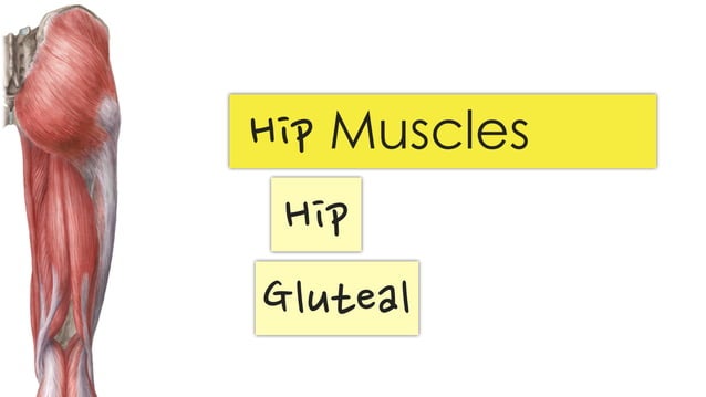 Muscles Of The Hip And Thigh Anatomy Kenhub
