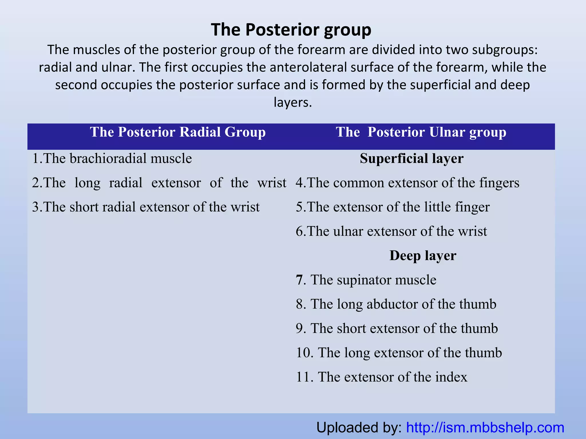 Muscles and Topography of the Upper and Lower Limb | PPT