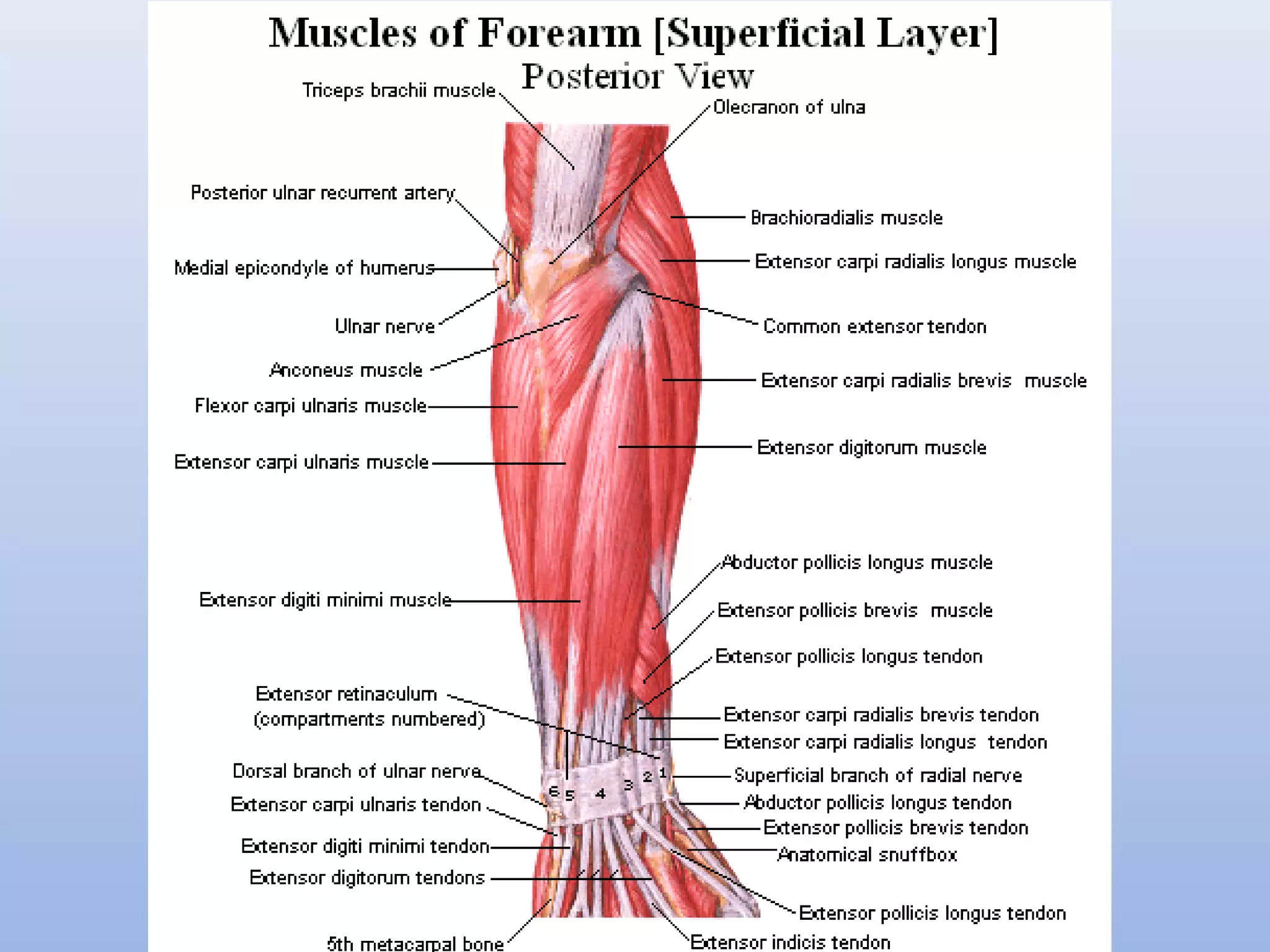 Muscles and Topography of the Upper and Lower Limb | PPT