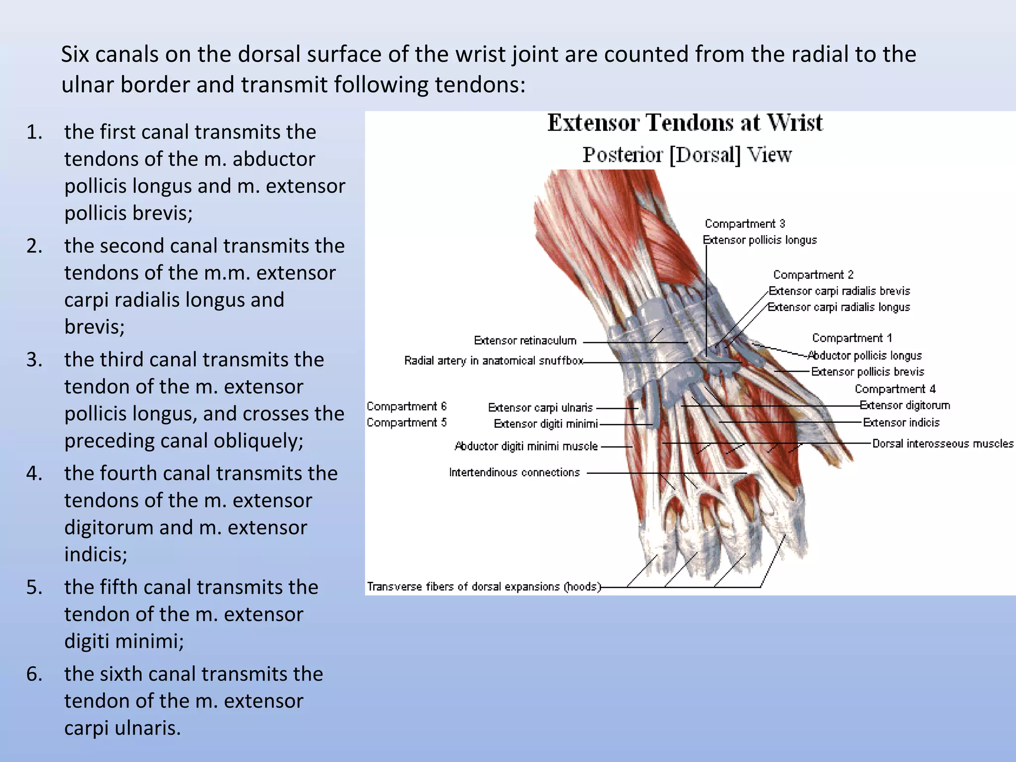 Muscles and Topography of the Upper and Lower Limb | PPT