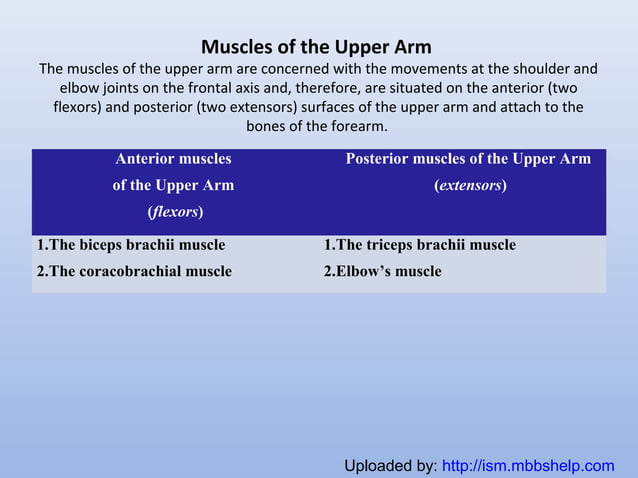 Muscles and Topography of the Upper and Lower Limb | PPT | Death ...