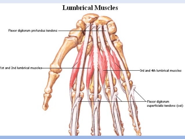 Muscles and Topography of the Upper and Lower Limb | PPT | Death ...
