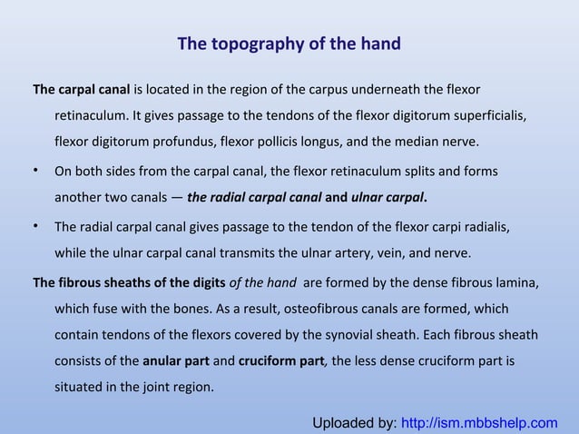 Muscles and Topography of the Upper and Lower Limb | PPT | Death ...