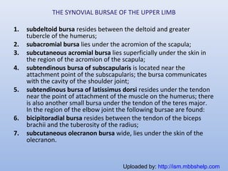 Muscles and Topography of the Upper and Lower Limb | PPT
