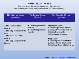 Muscles and Topography of the Upper and Lower Limb | PPT