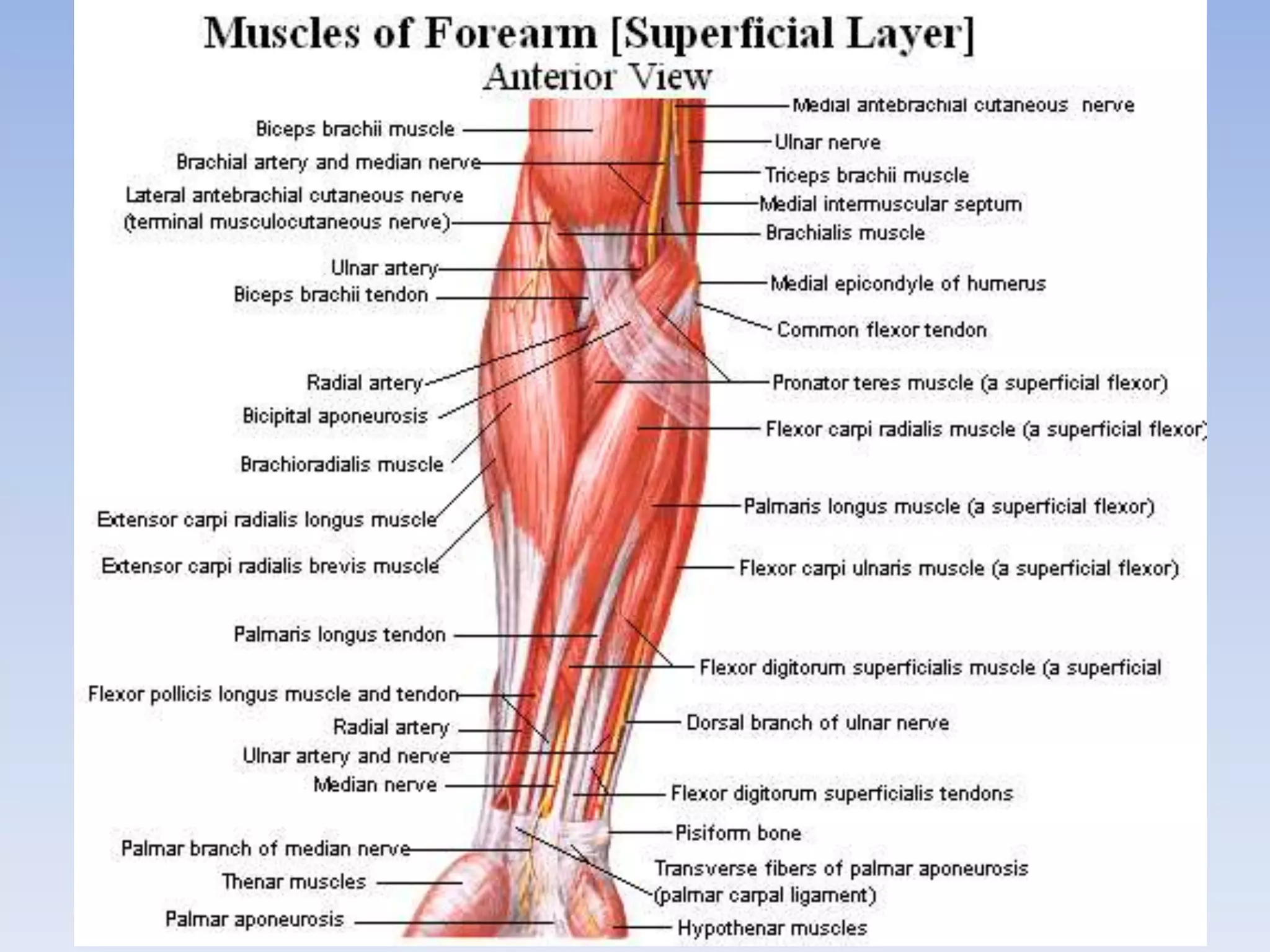 MUSCLES of the limbs.ppt